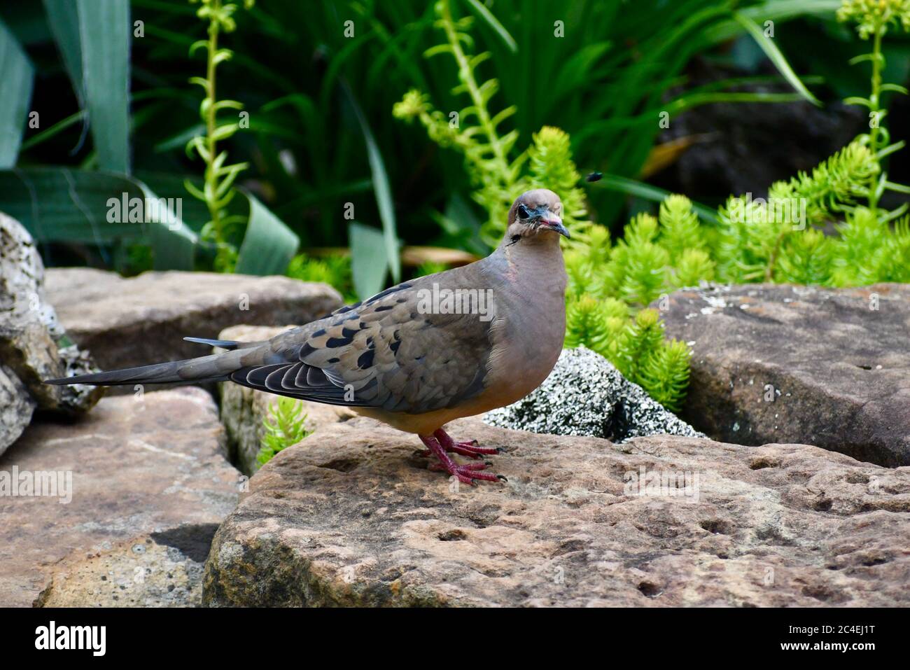 Morning dove hi-res stock photography and images - Alamy