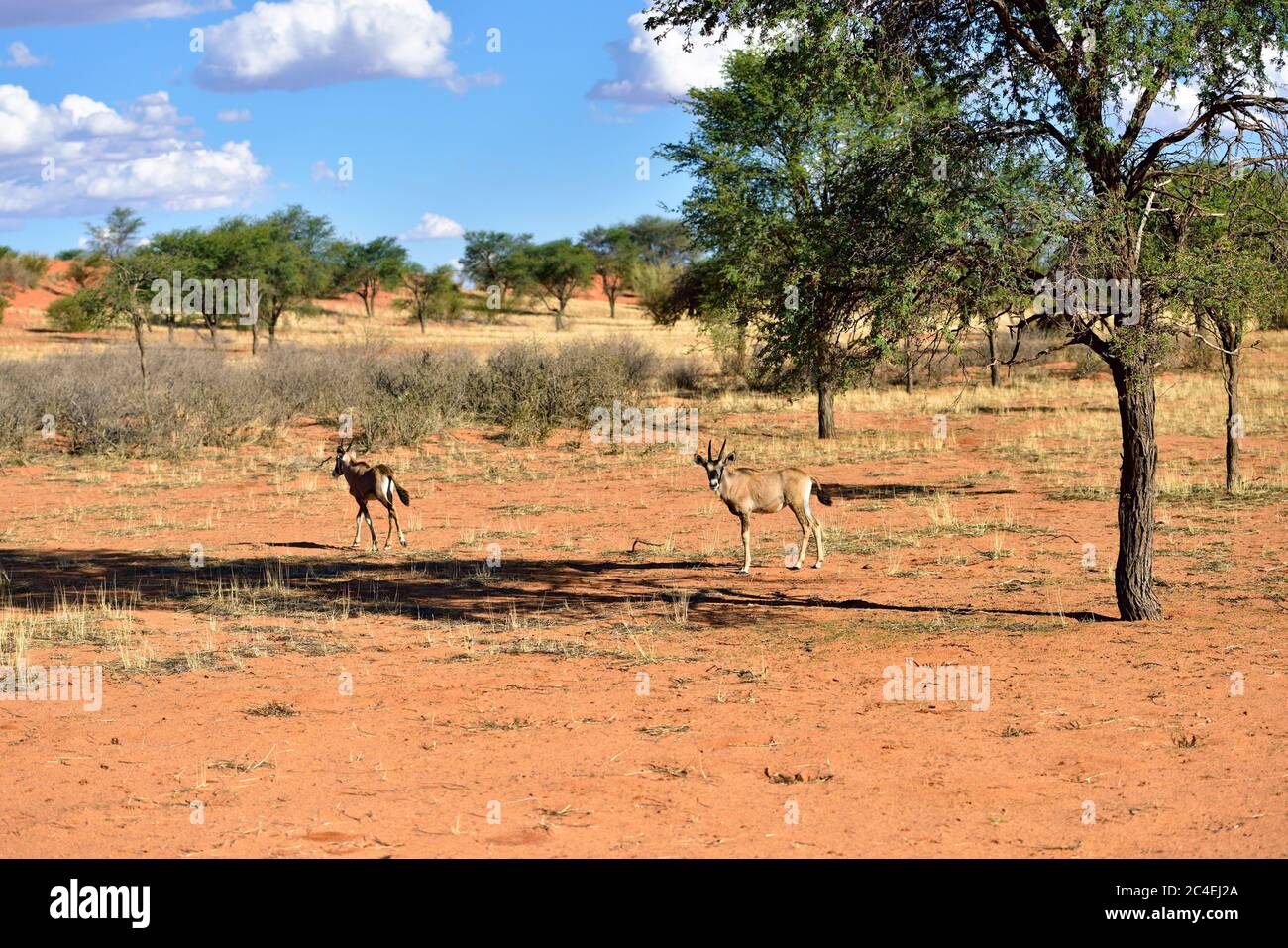 African wildlife. Antelopes in the Kalahari desert at evening light ...