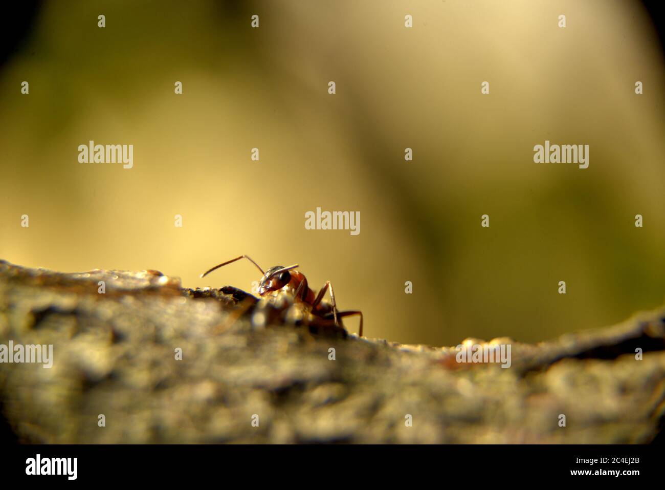 Ant on a tree hi-res stock photography and images - Alamy