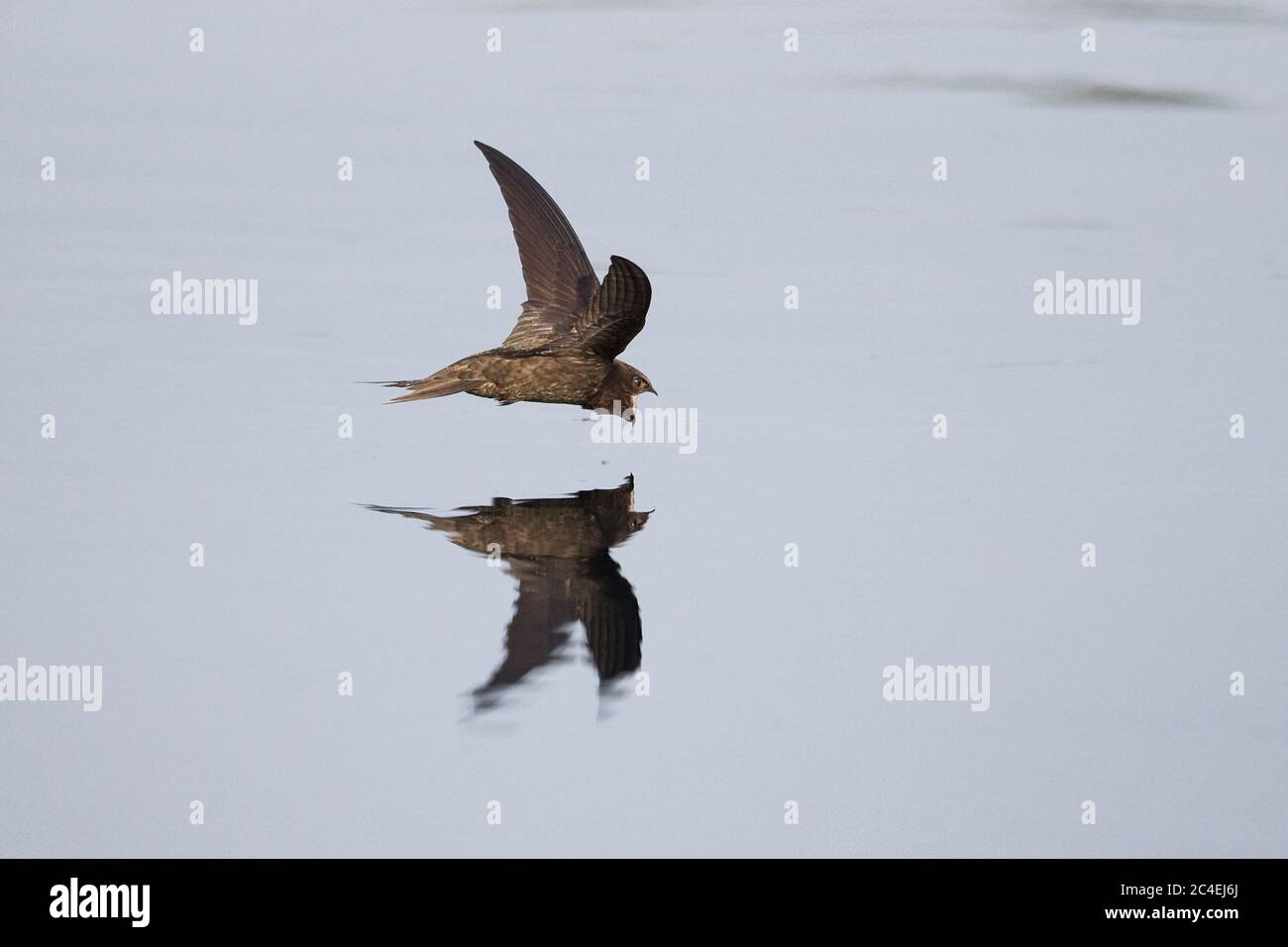 Common Swift (Apus apus Stock Photo - Alamy