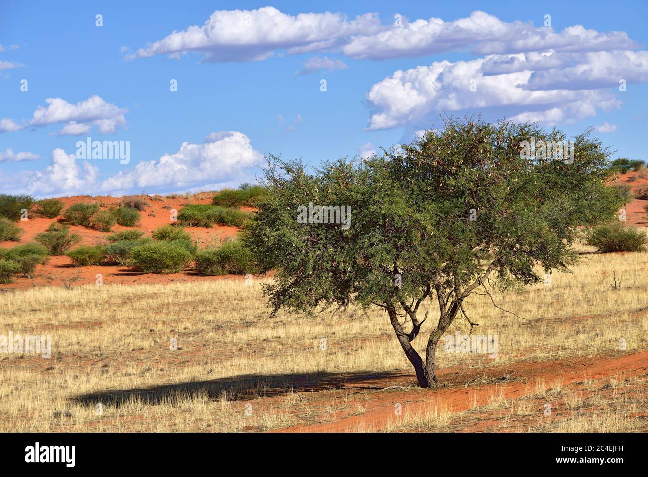 Beautiful landscape with acacia tree in the Kalahari desert at evening ...
