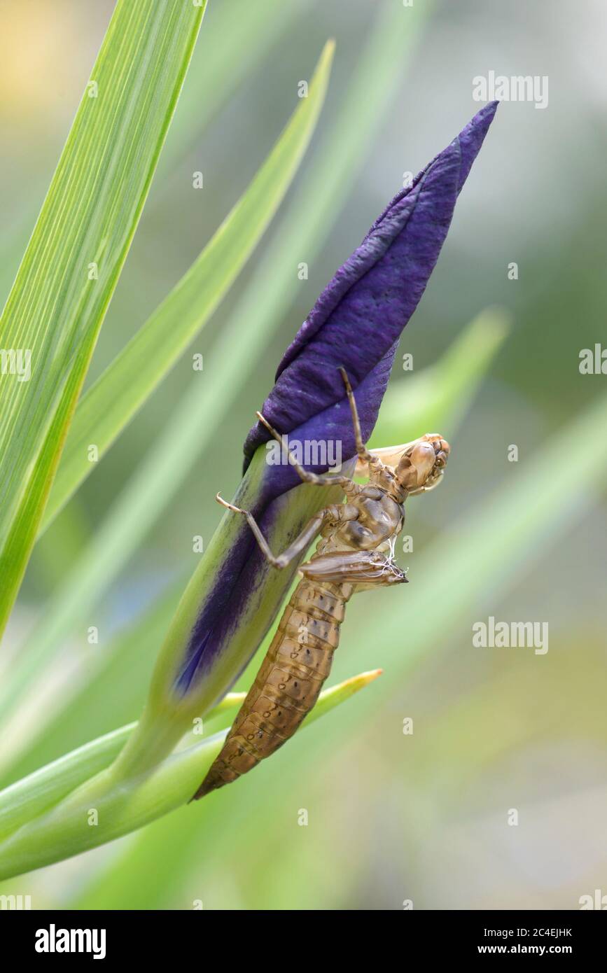 Southern Hawker Dragonfly (Aeshna cyanea) empty nymph skin on an iris ...