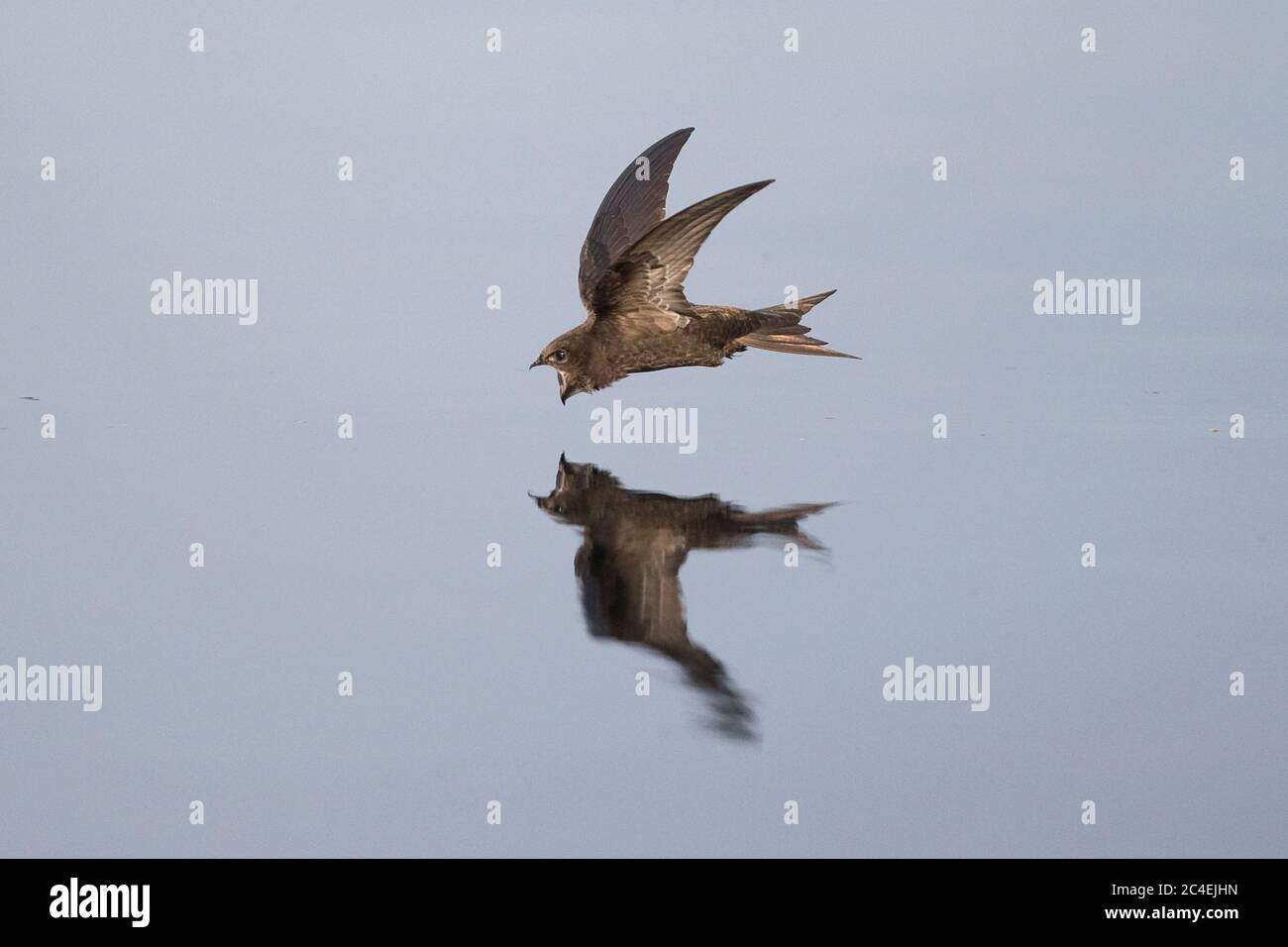 Swift bird uk hi-res stock photography and images - Alamy
