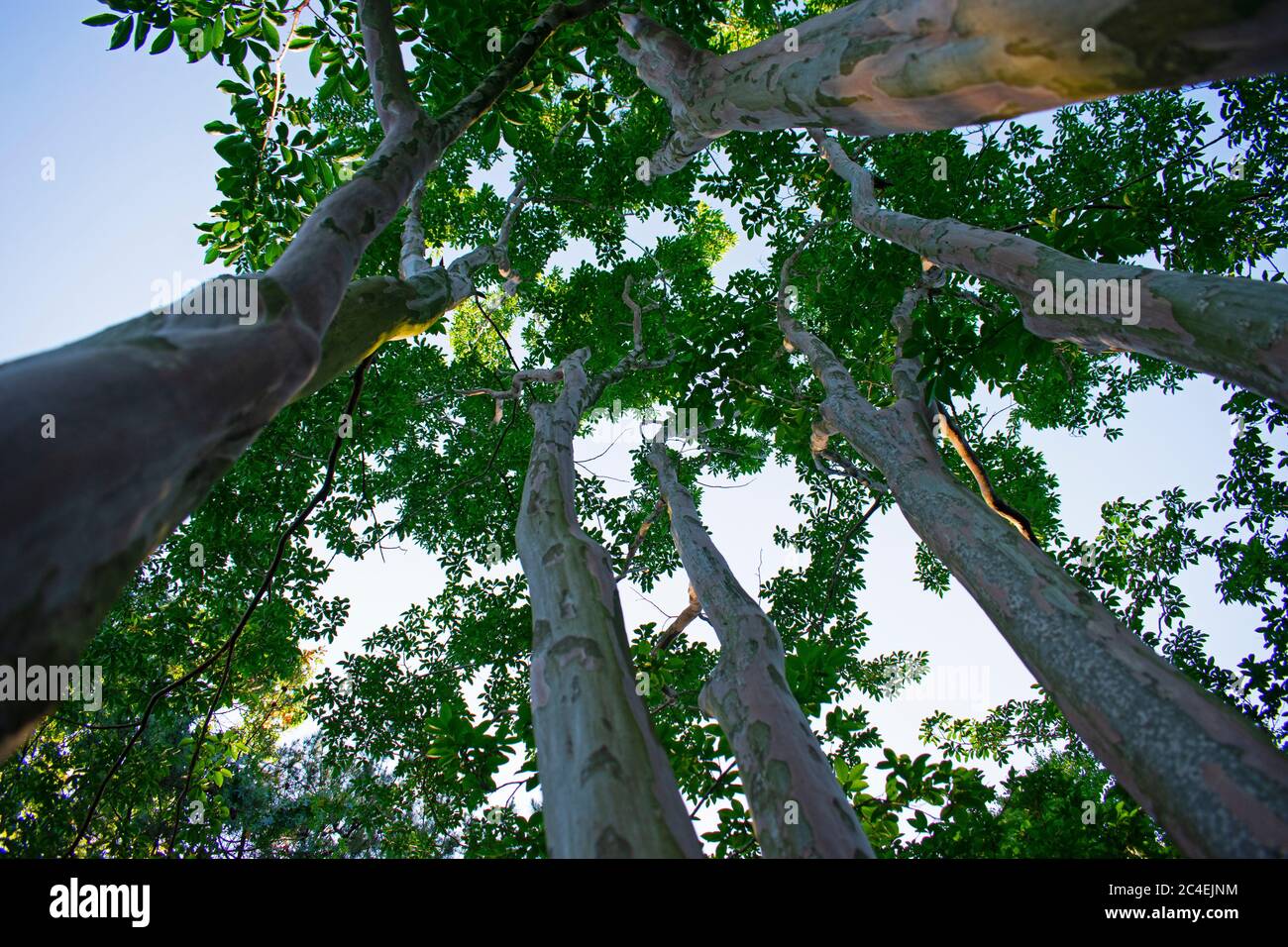 Trees looking up leaves hi-res stock photography and images - Alamy