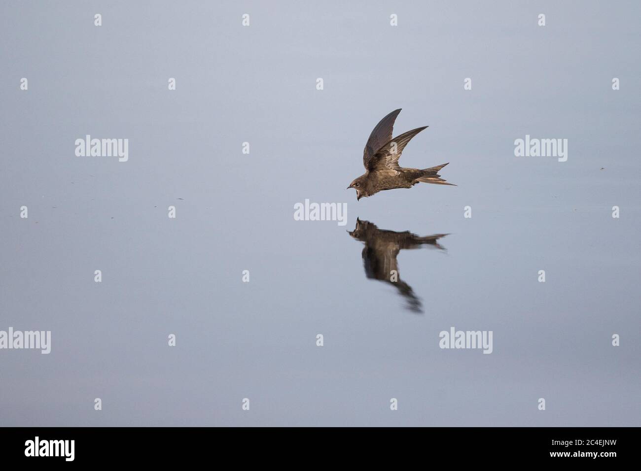 Common Swift (Apus apus Stock Photo - Alamy