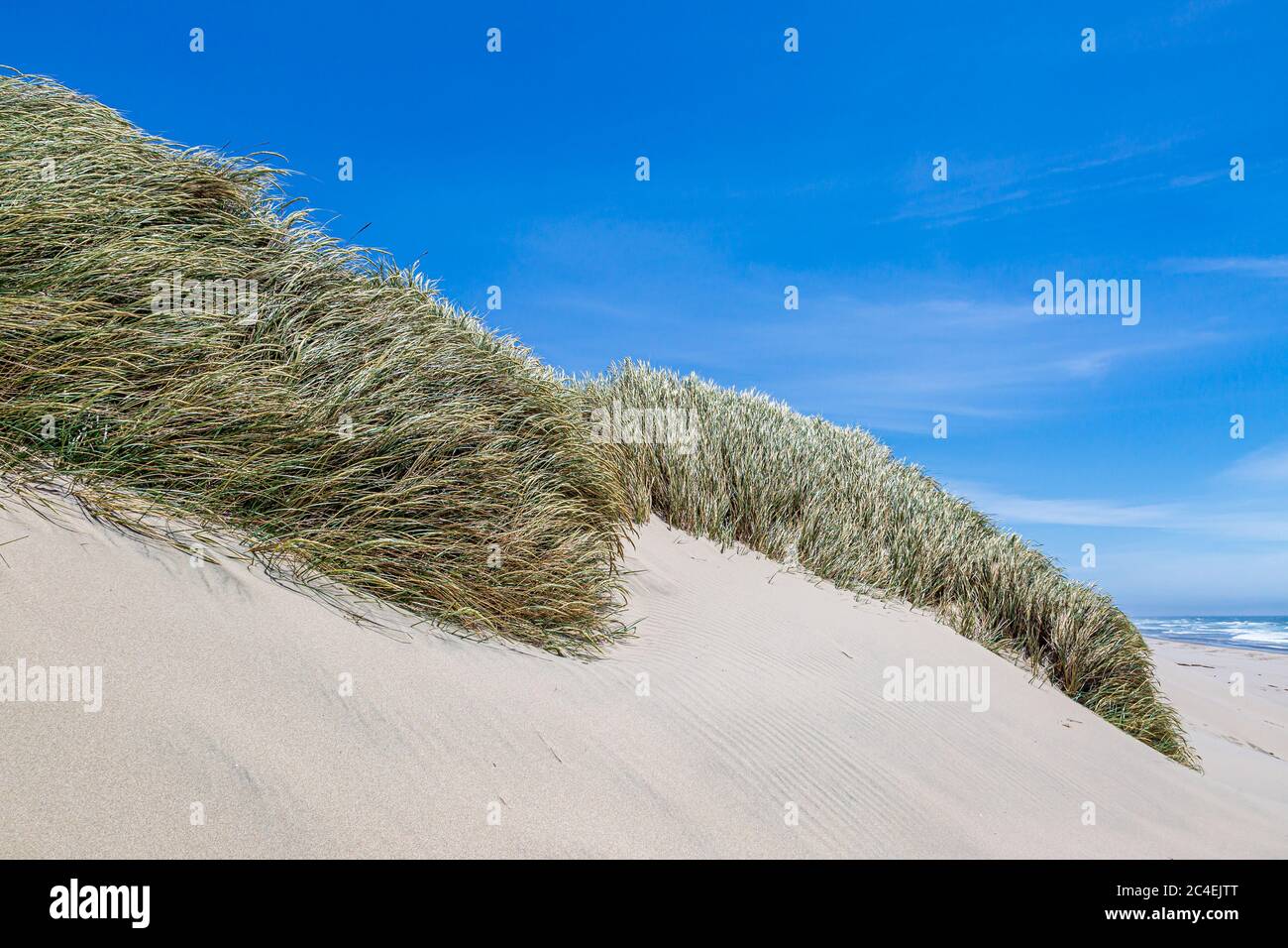 Marram grass covered sand dunes along the Oregon coast, with a blue sky ...