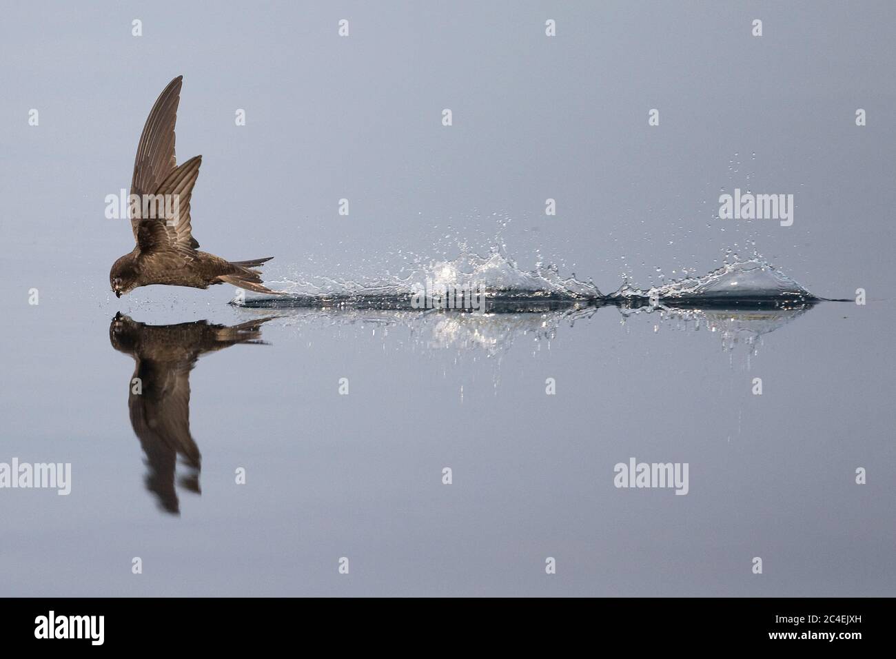 Apus apus hi-res stock photography and images - Alamy