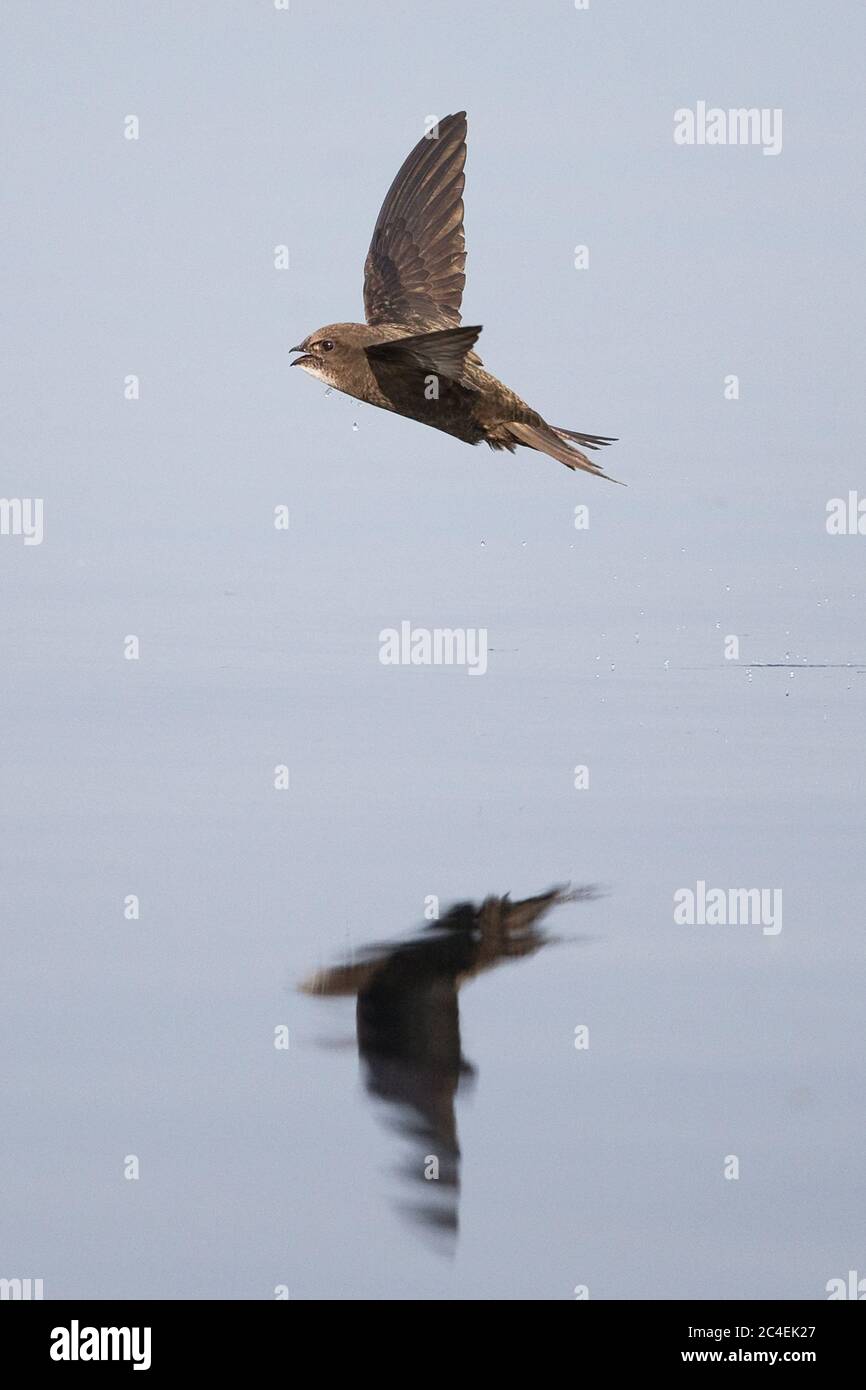 Common Swift (Apus apus Stock Photo - Alamy