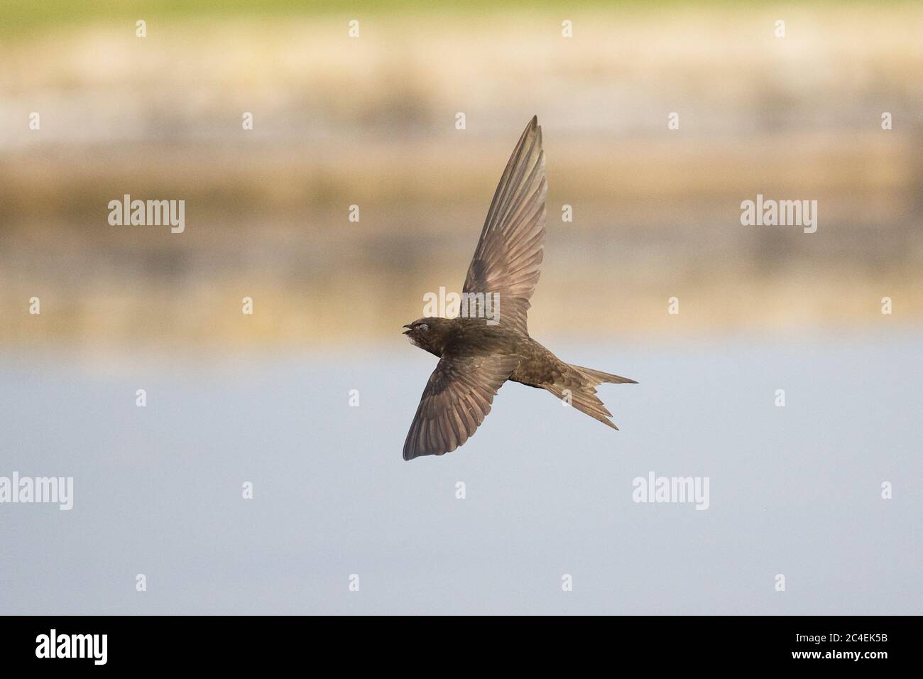 Common Swift (Apus apus Stock Photo - Alamy