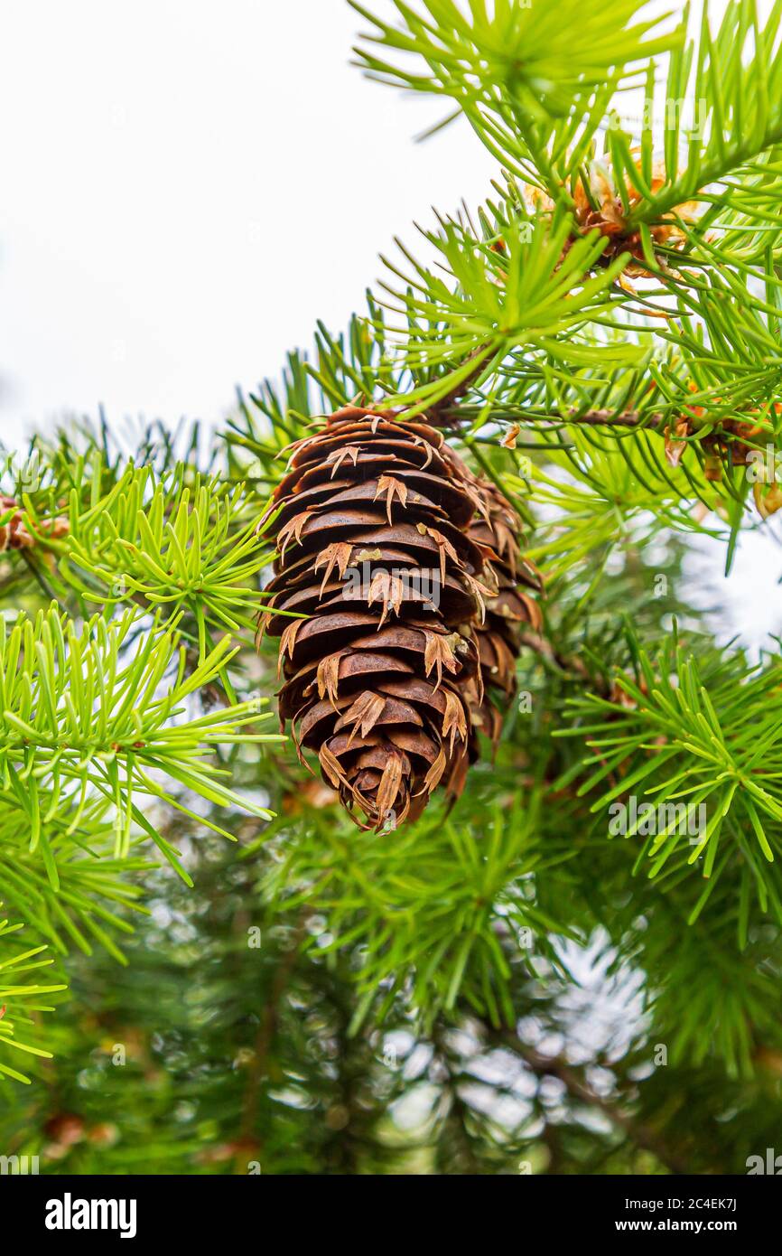 Washington state tree pine cone hi-res stock photography and images - Alamy