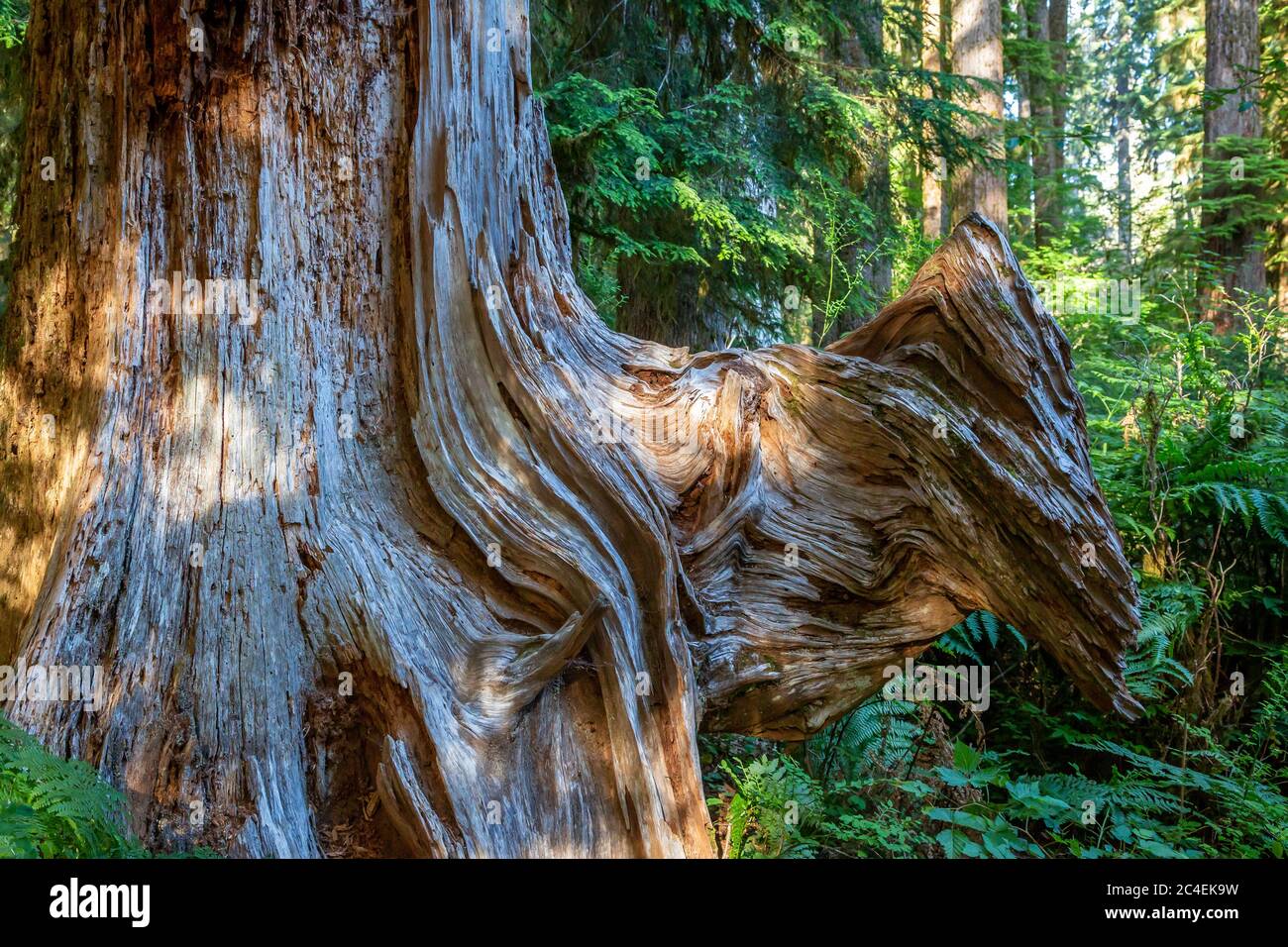 A giant tree trunk with foliage around, in Hoh rain forest, Washington ...