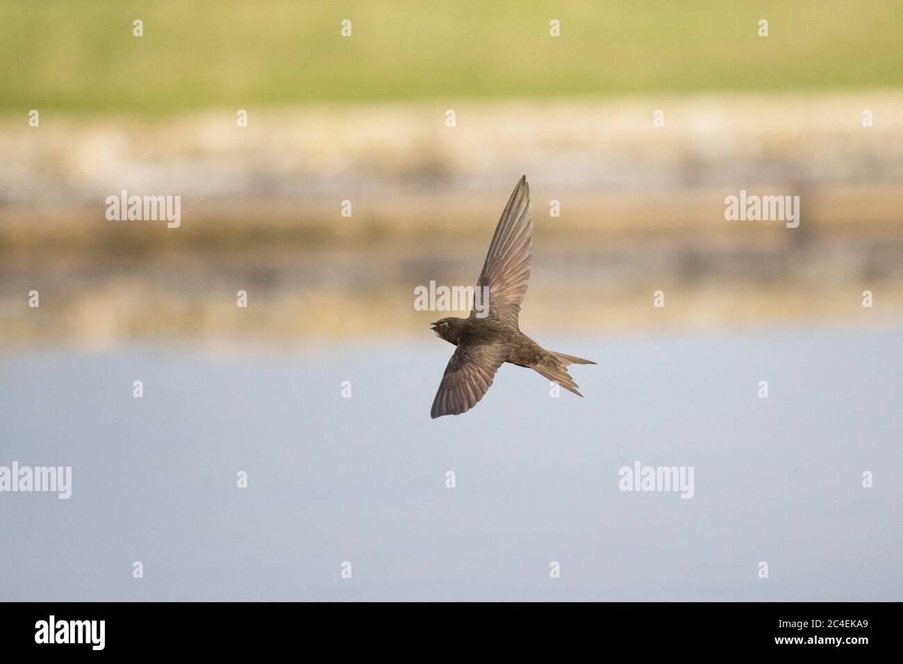 Common Swift (Apus apus Stock Photo - Alamy
