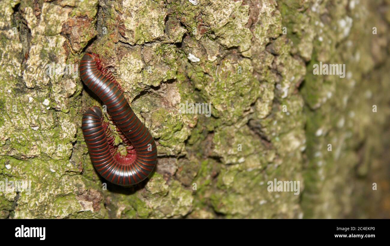 American Giant Millipede on Tree Stock Photo - Alamy