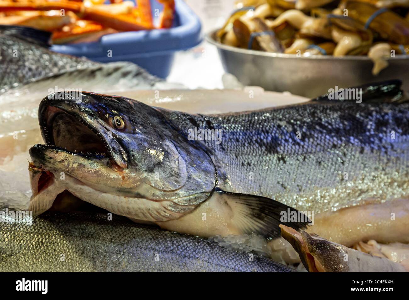 A whole fish for sale on a market stall, with a shallow depth of field ...