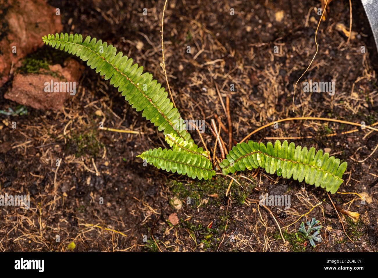 Fishbone, tuberous sword, tuber ladder, erect sword, narrow sword ...