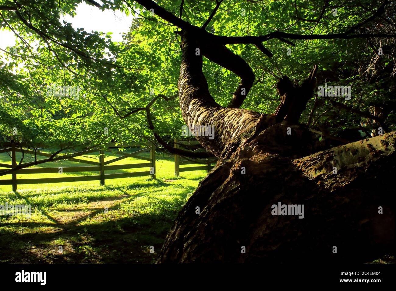 Rustic gnarled tree hi-res stock photography and images - Alamy