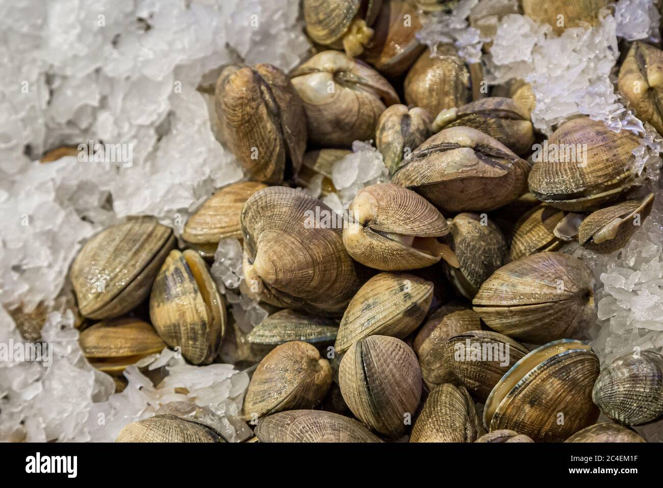 Clams resting on ice for sale on a market stall Stock Photo - Alamy