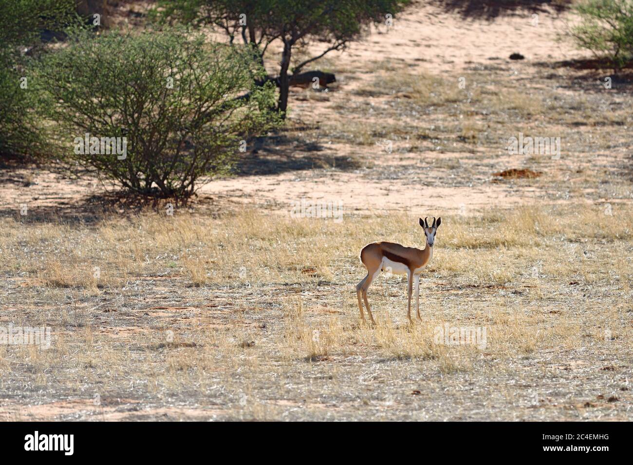 Antelope sprigbok in sunset backlight, the Kalahari desert, Namibia ...