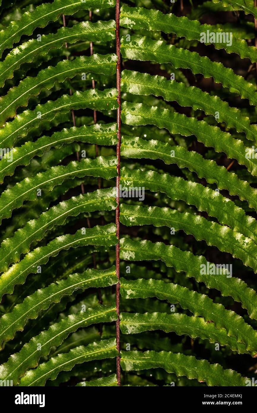 Leaves of a Polypodium Fern Stock Photo - Alamy
