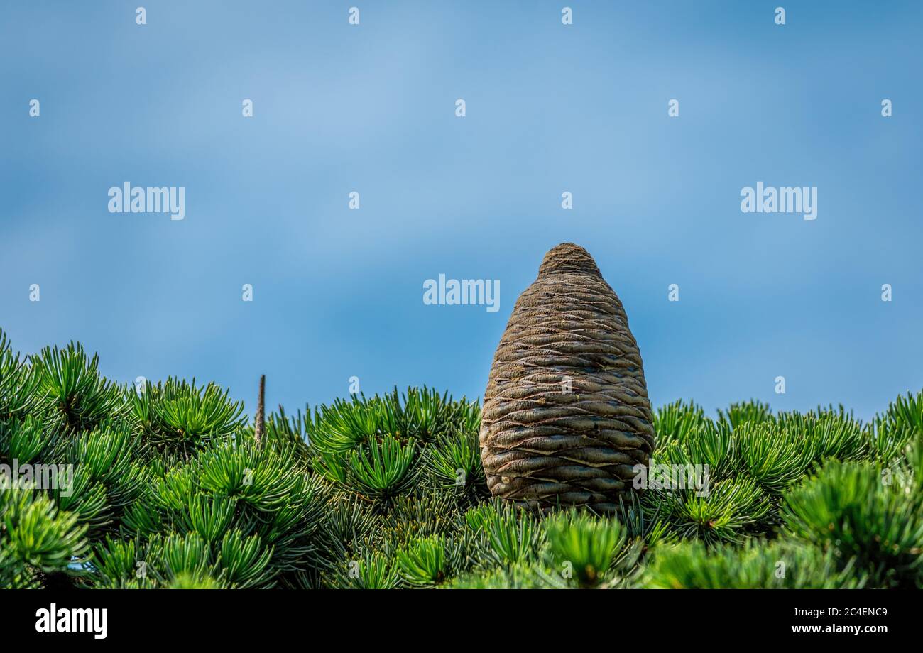 Female silence forest hi-res stock photography and images - Alamy