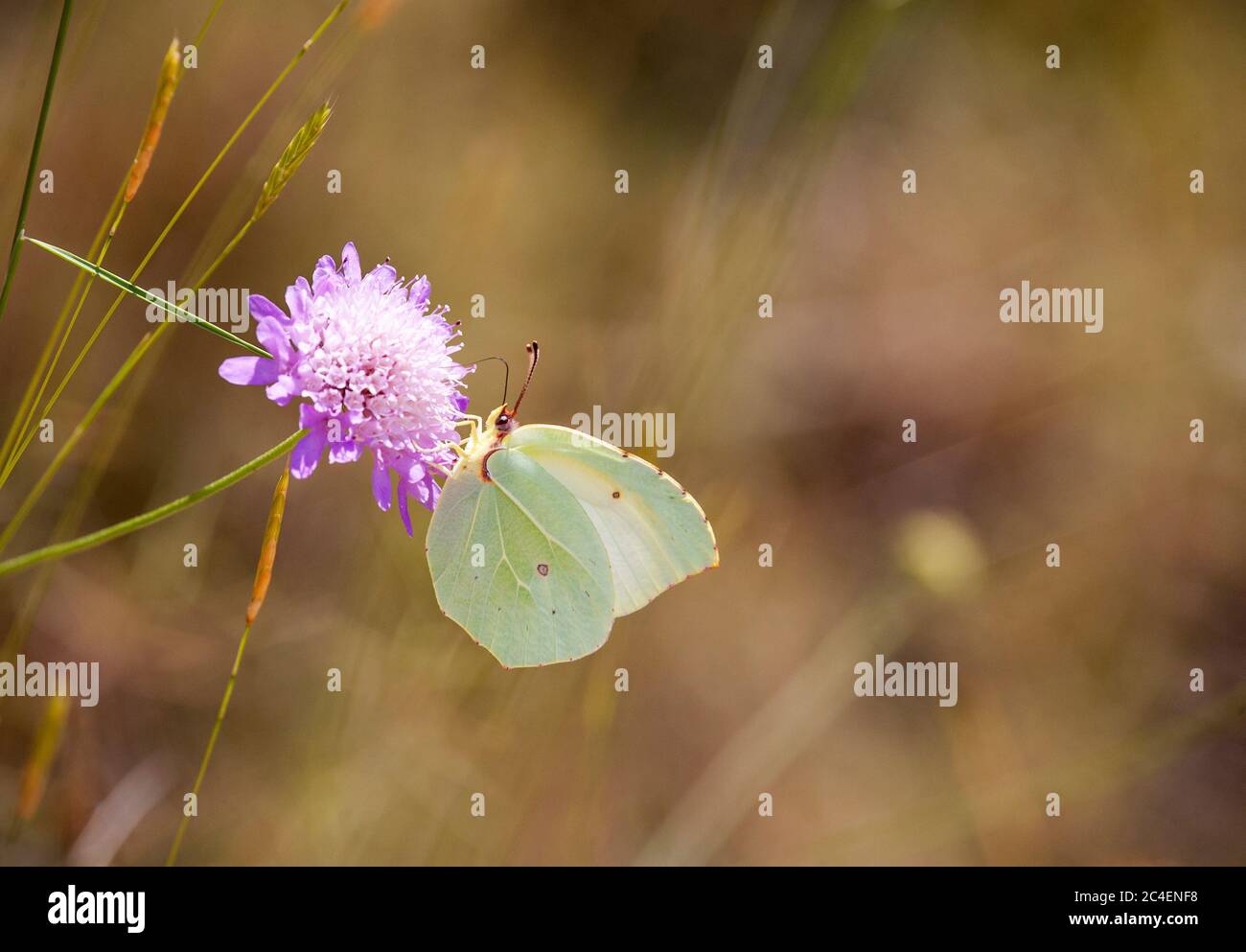 Lemon butterfly (male) on a flower Stock Photo - Alamy