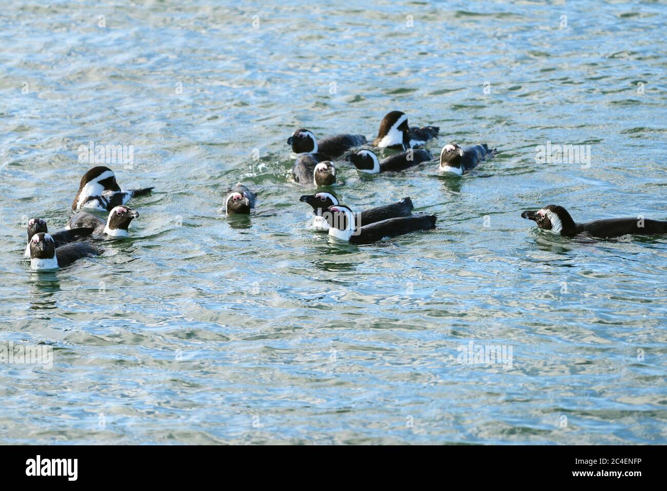 Jackass penguins in water, Penguin Islands, Luderitz bay, Atlantic ...