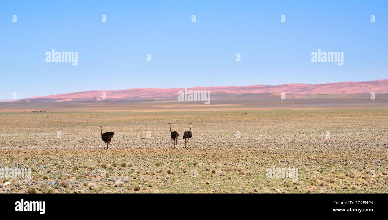 Beautiful landscape with ostrichs of the Namib desert during rainy season. Namibia, Africa Stock ...