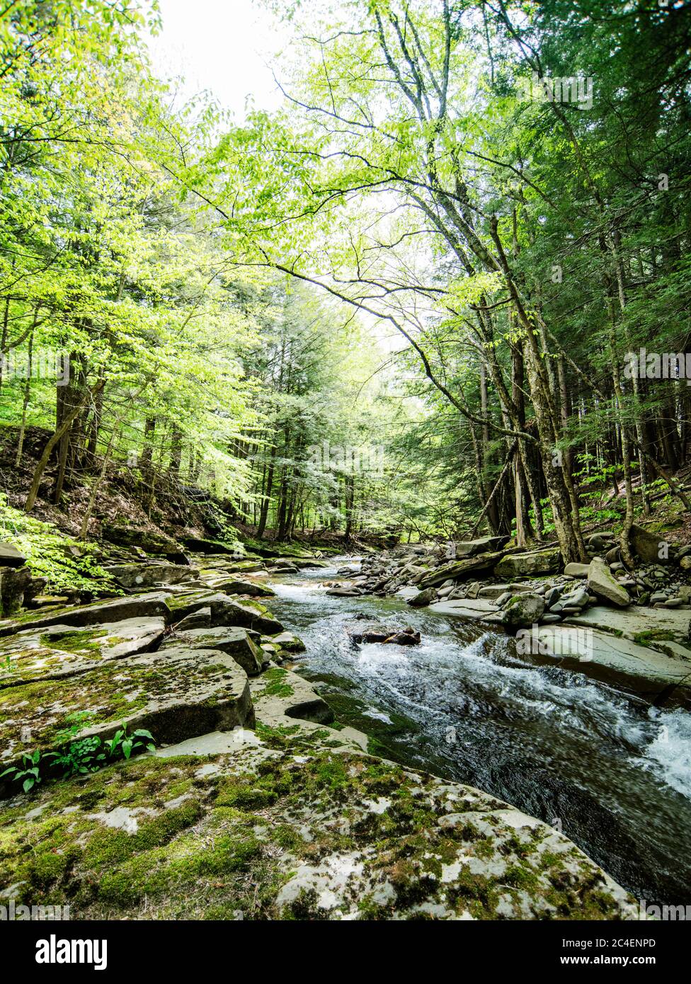 New york state forest hi-res stock photography and images - Alamy