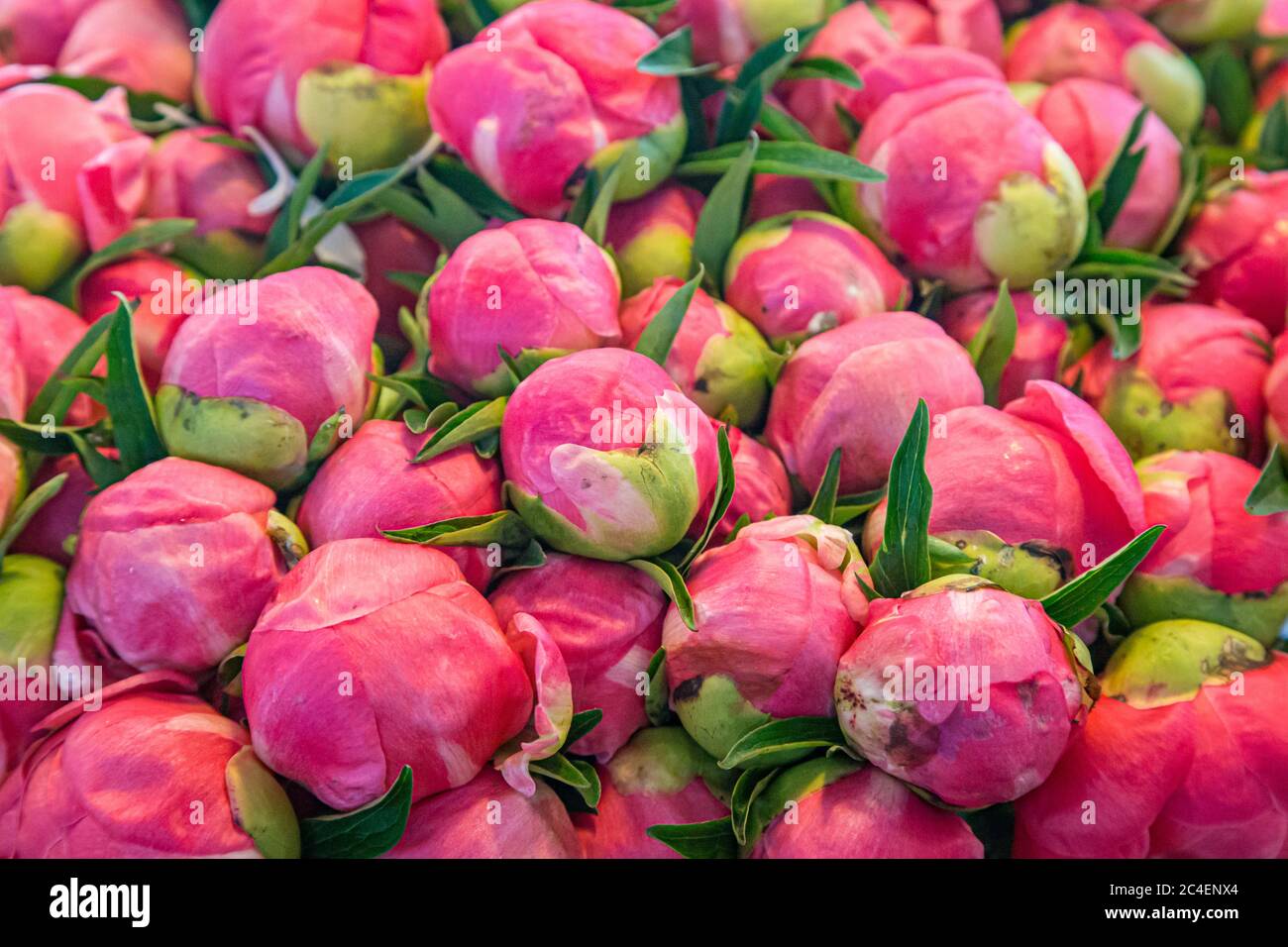 Pretty peony buds for sale at a market stall Stock Photo - Alamy