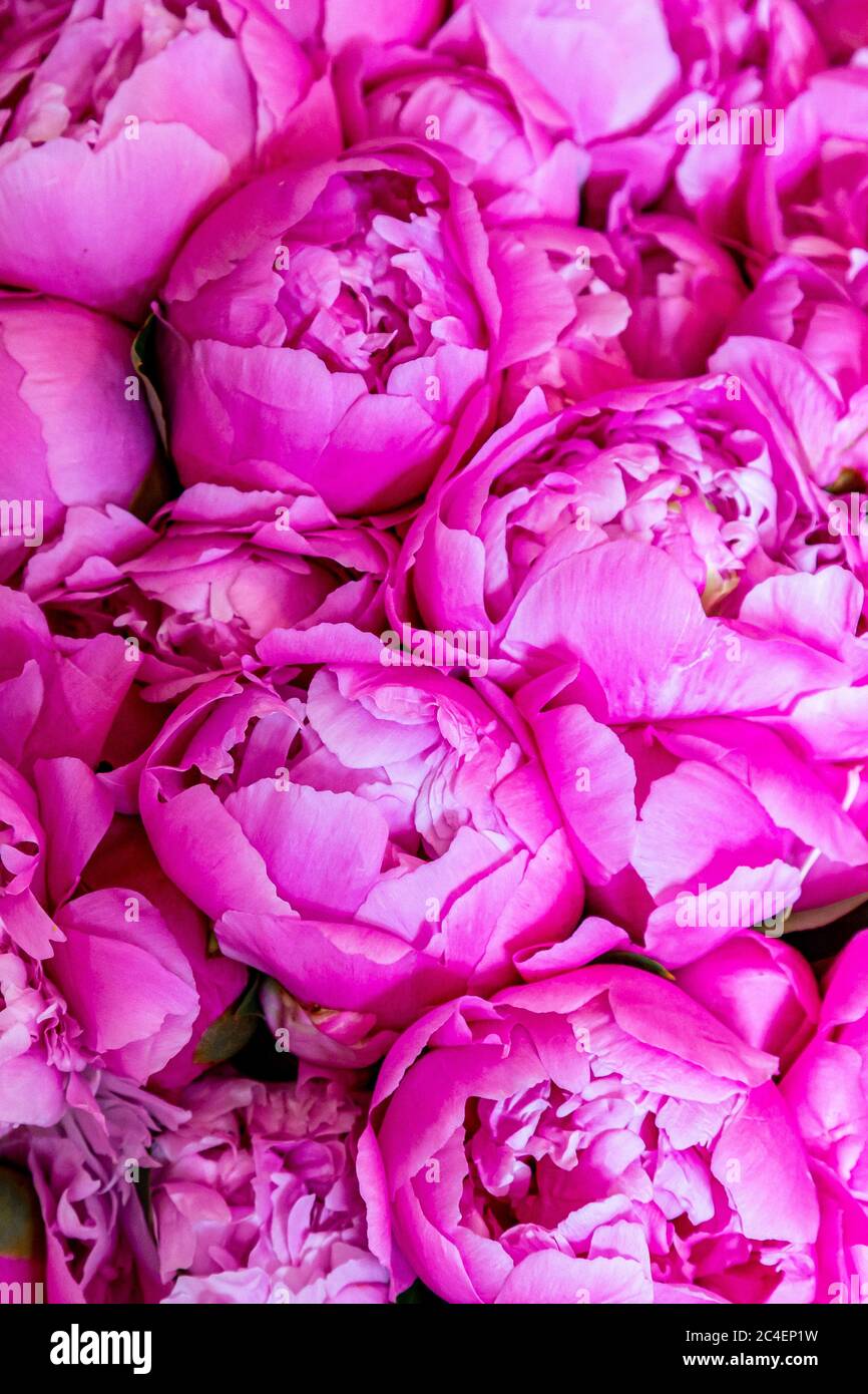 Full frame peonies hi-res stock photography and images - Alamy