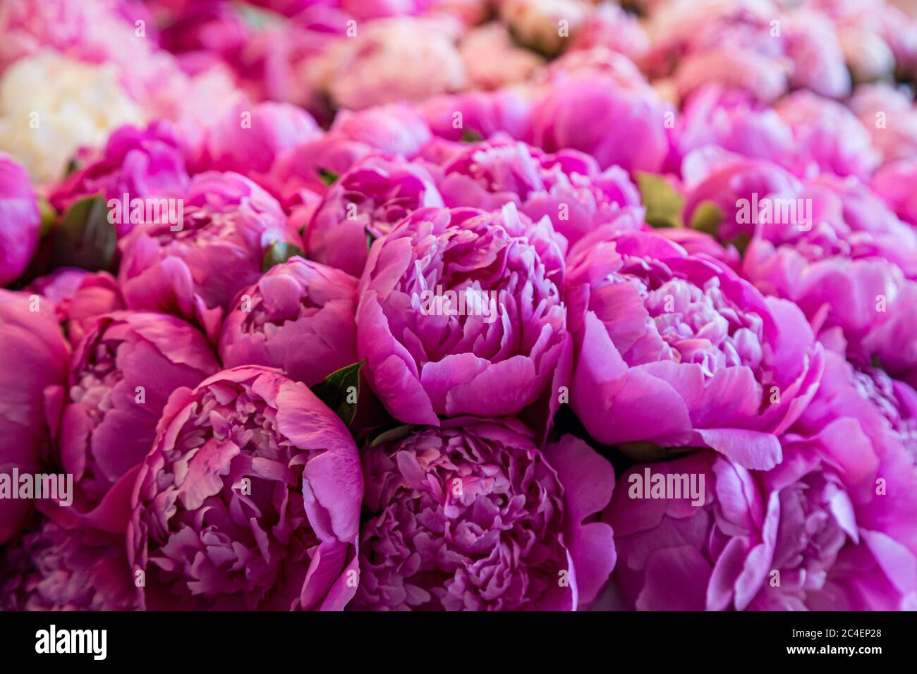 A full frame photograph of beautiful pink peonies for sale on a market ...