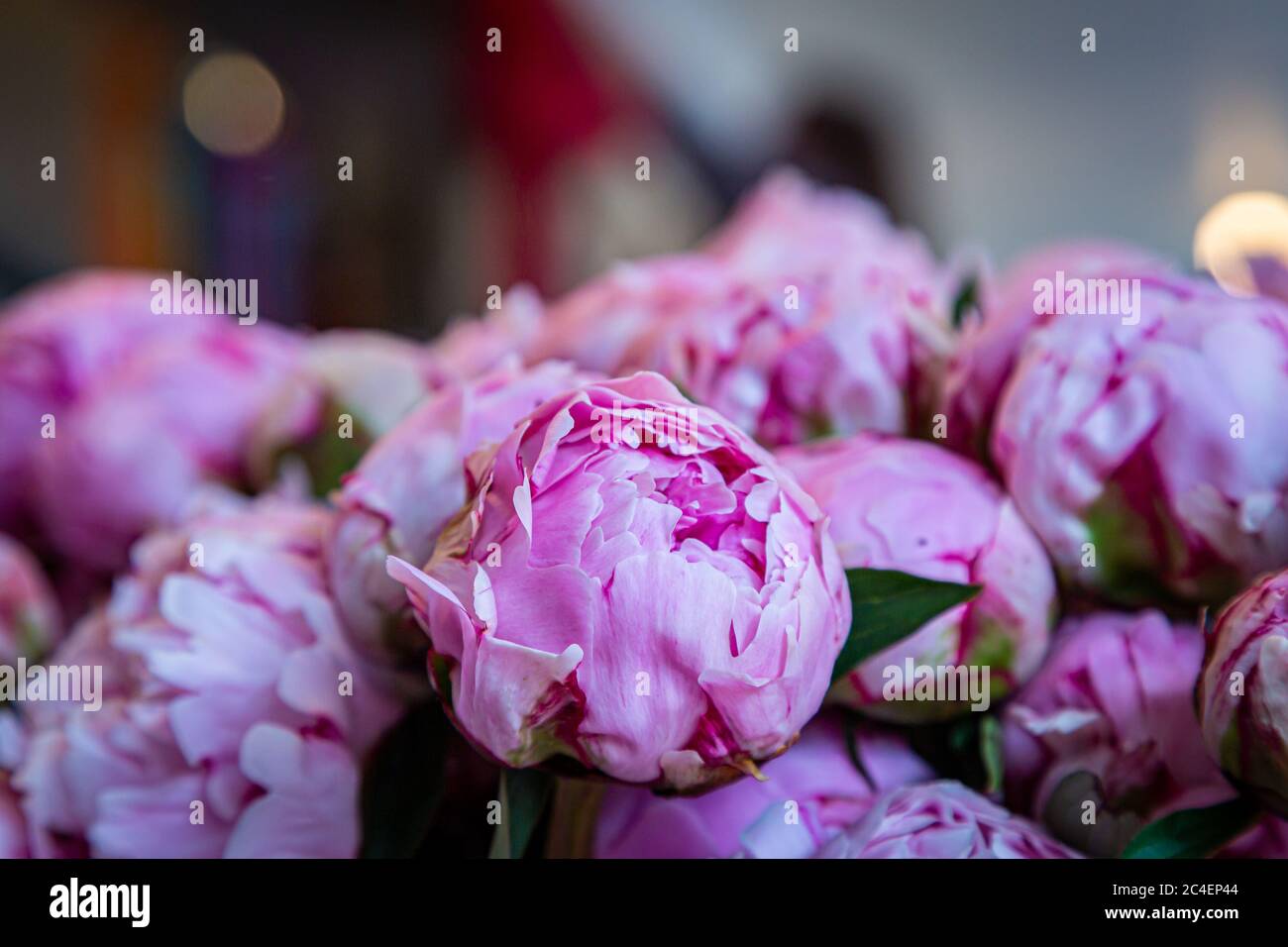 Peonies for sale hi-res stock photography and images - Alamy