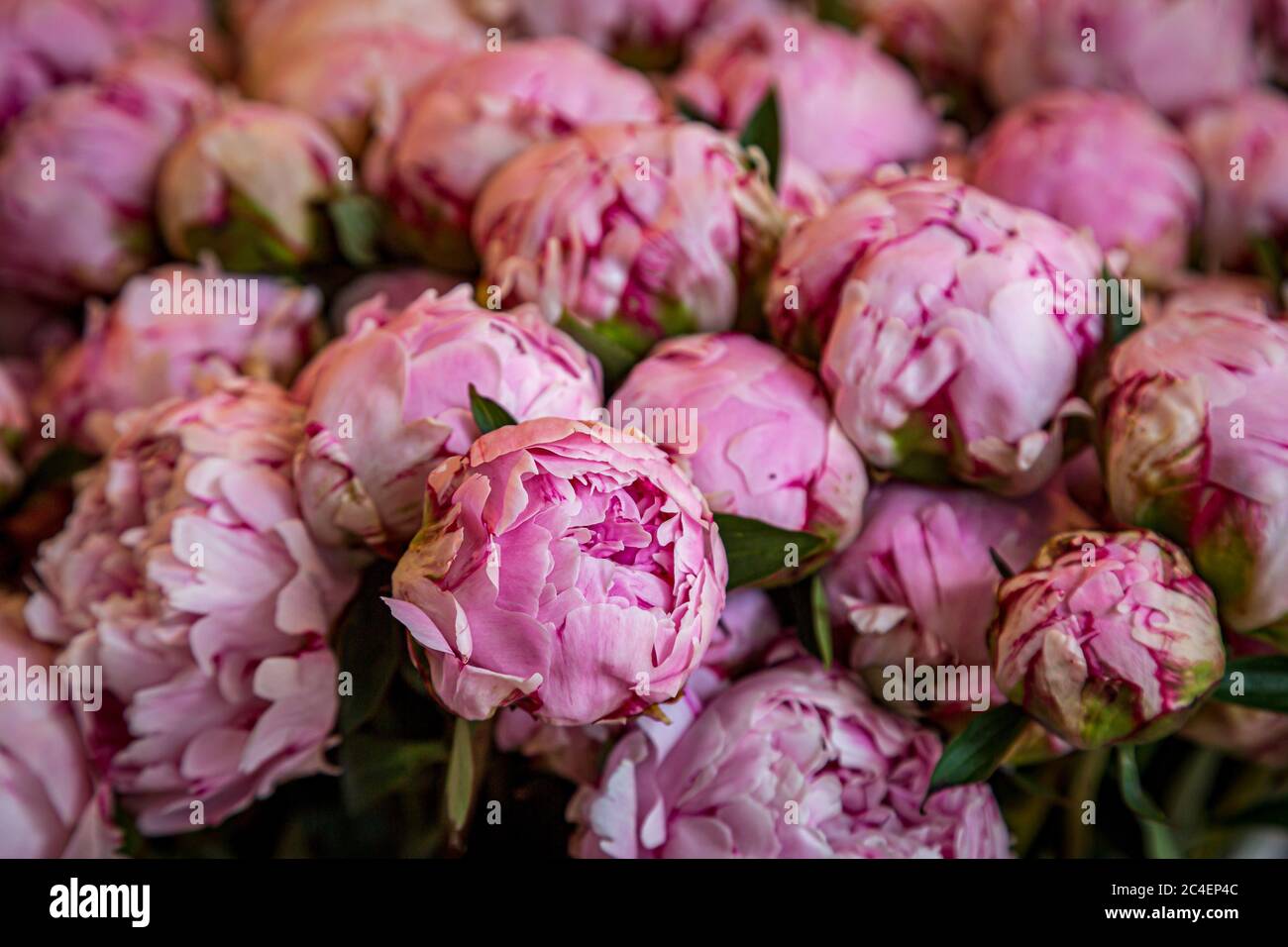 A full frame photograph of beautiful pink peonies for sale on a market ...