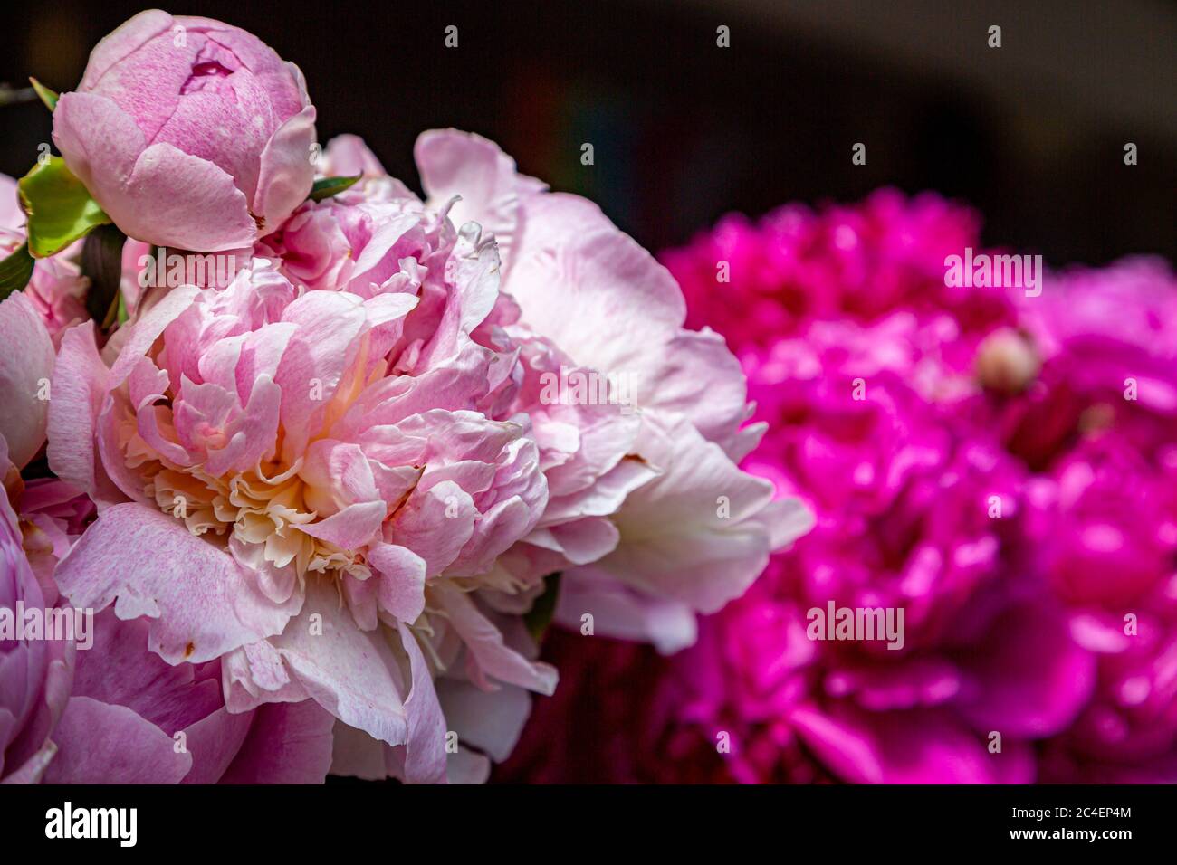 Pretty pink peonies for sale on a market stall Stock Photo - Alamy