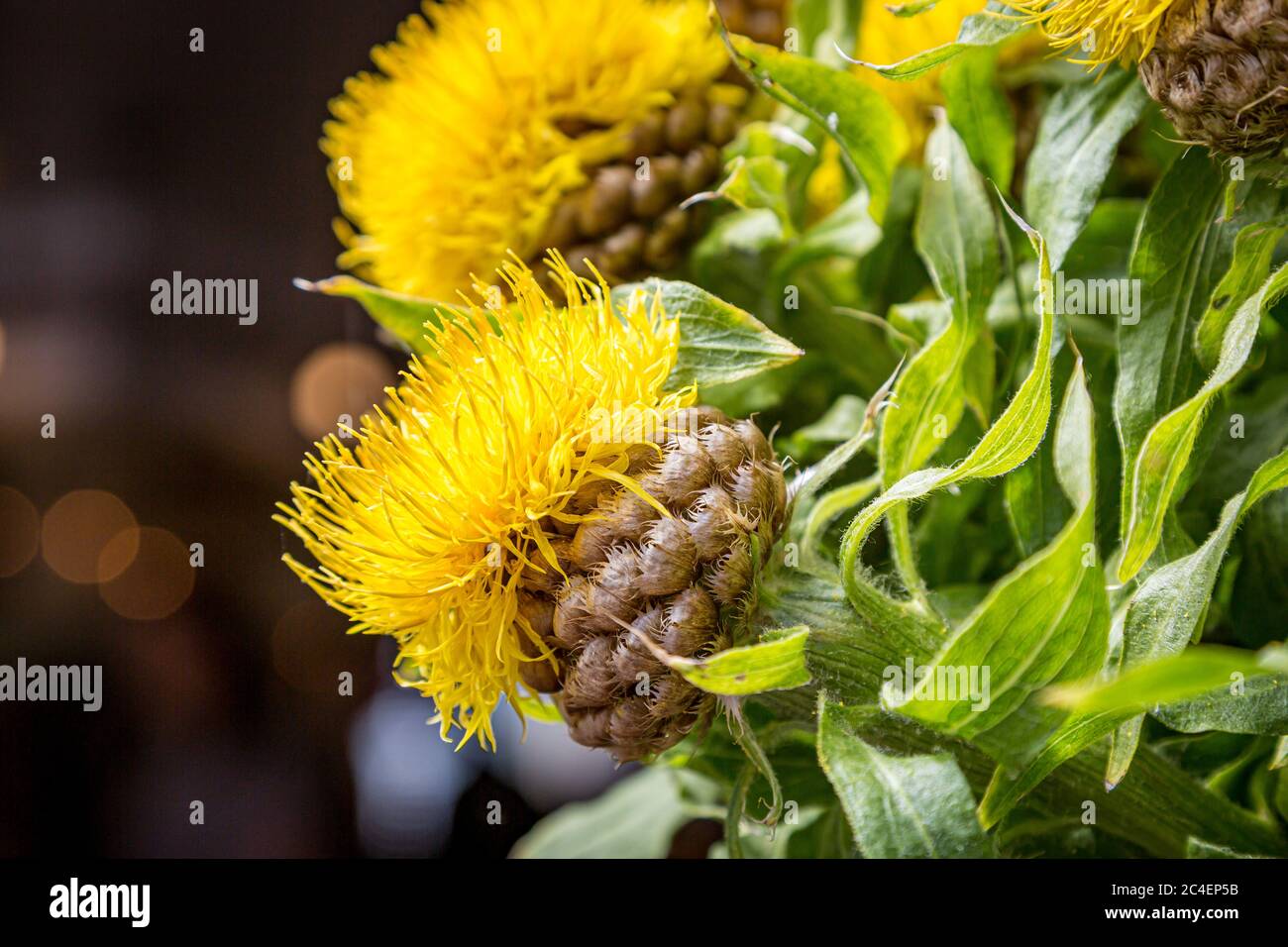 A close up of centaurea macrocephala flowers for sale on a market stall ...