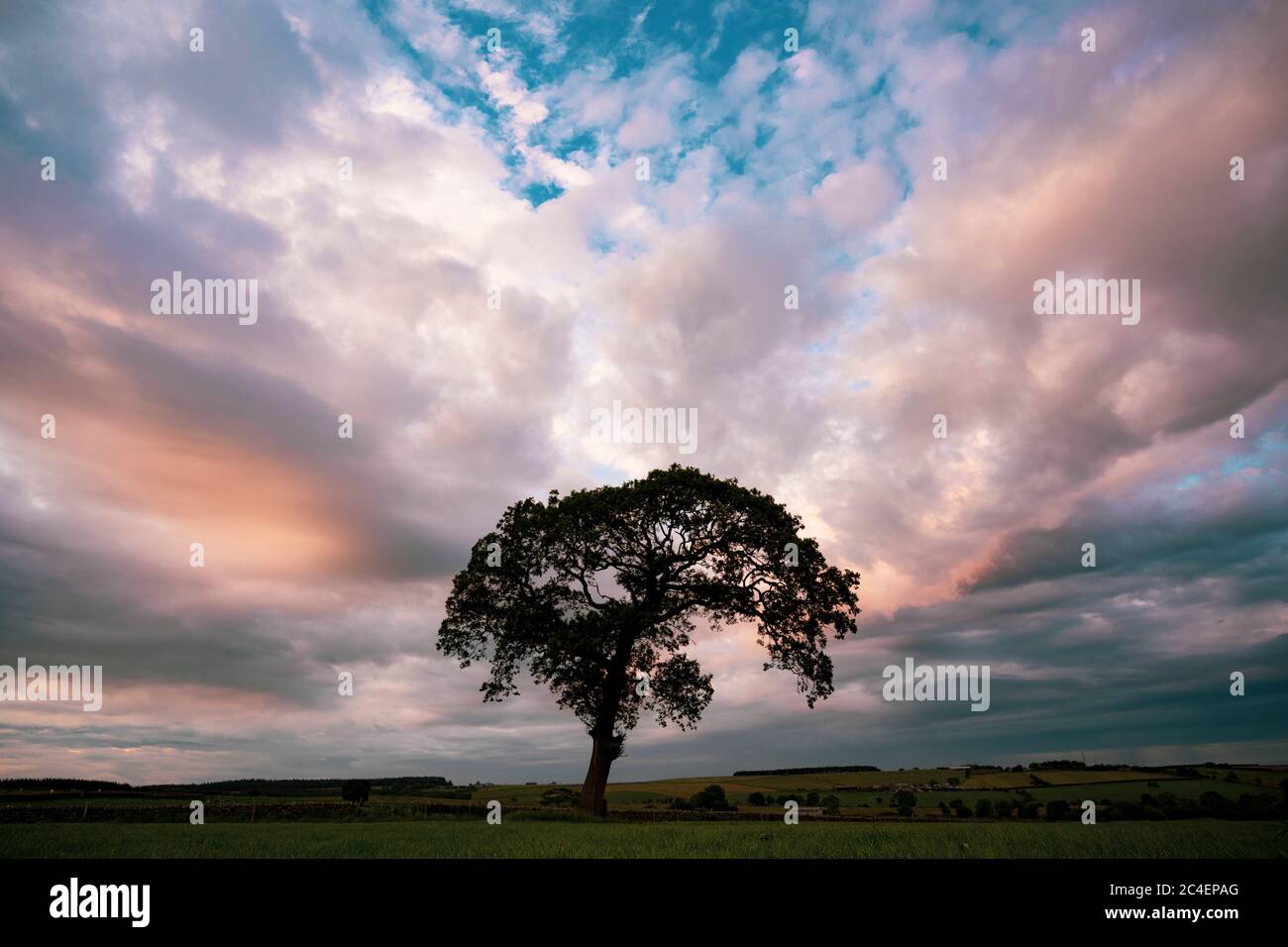 Sunset oak tree hi-res stock photography and images - Alamy