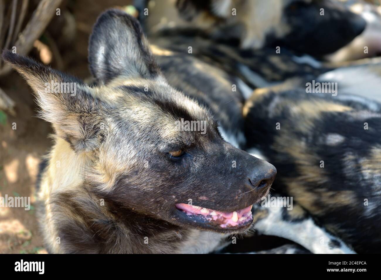 The African Wild Dog portrait in Namibia Stock Photo - Alamy