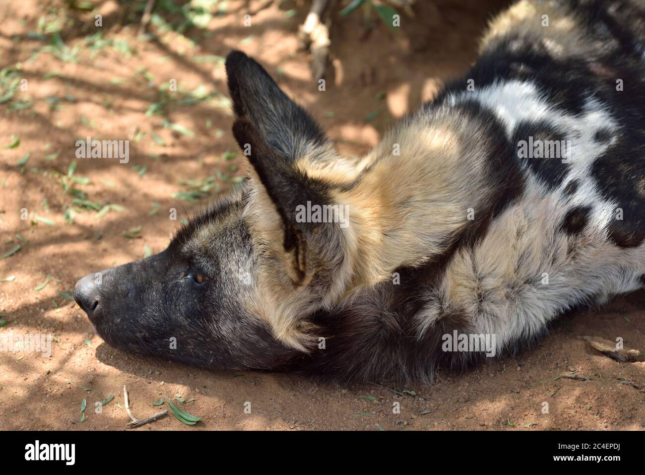 The African Wild Dog resting under bush, Namibia Stock Photo - Alamy