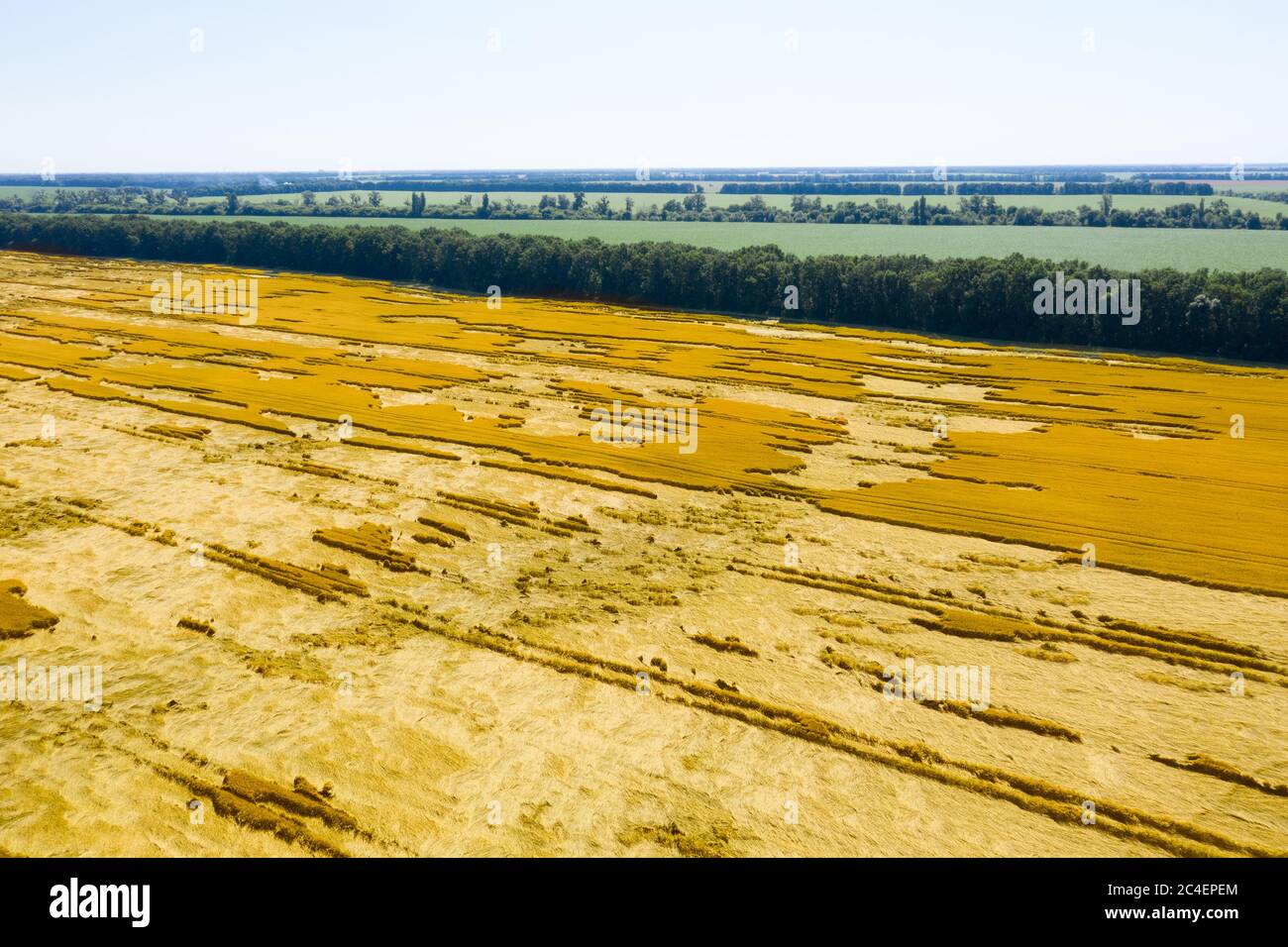 Ears Of Barley On Grain Field Of Farmer In Summer High Resolution Stock ...