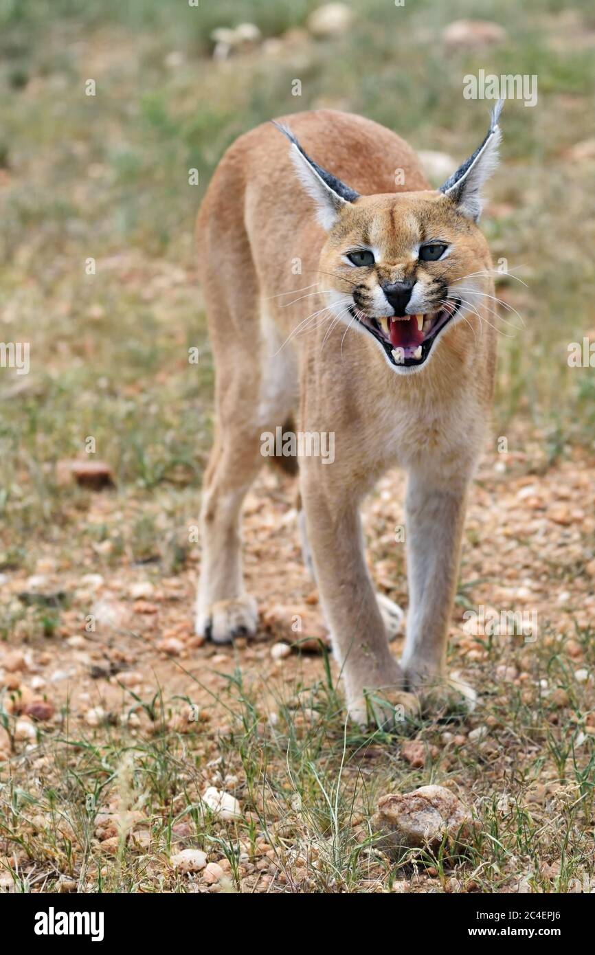Wild female Caracal portrait in Namibian savannah Stock Photo - Alamy