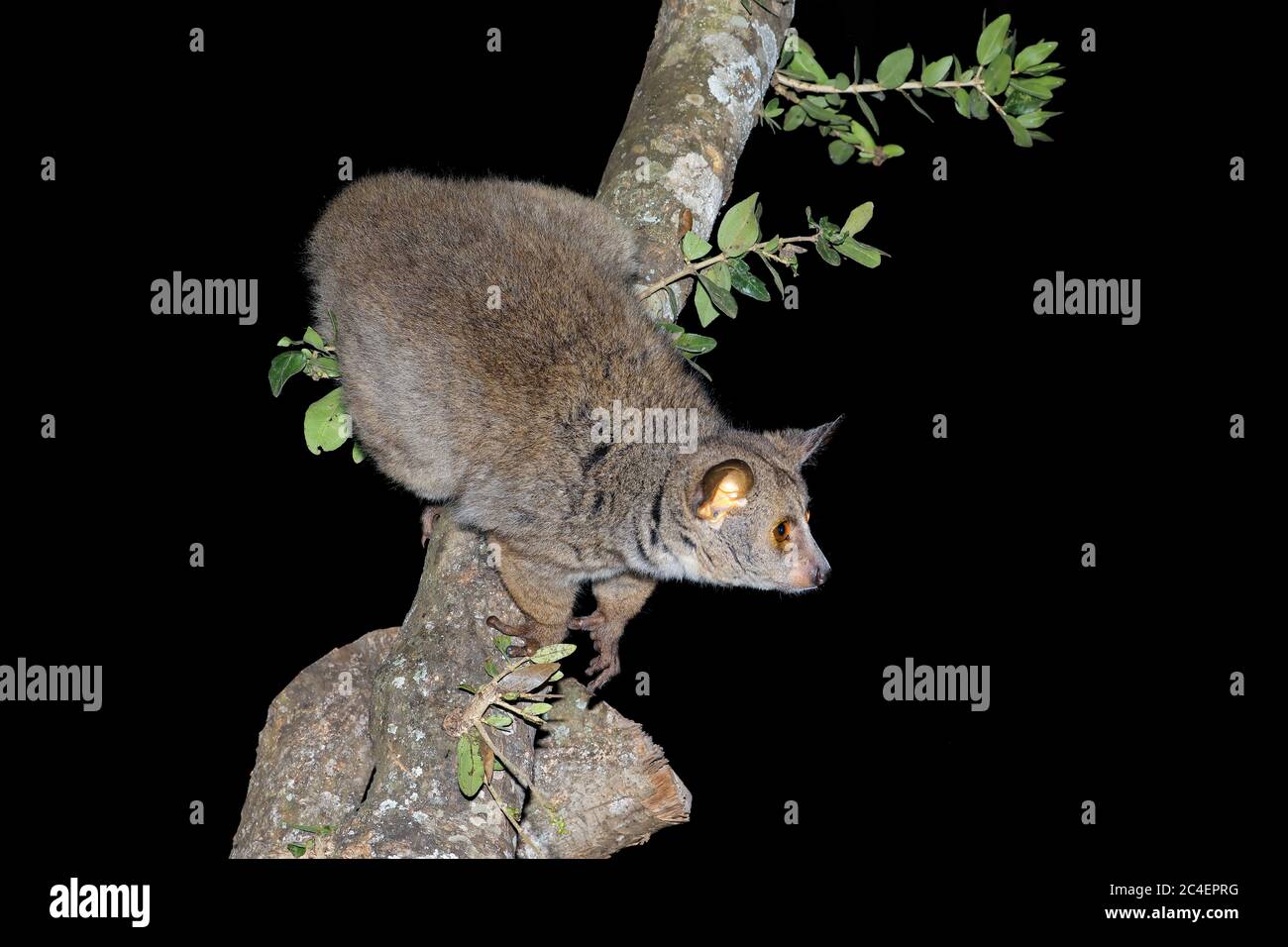 Nocturnal greater galago or bushbaby (Otolemur crassicaudatus) in a ...