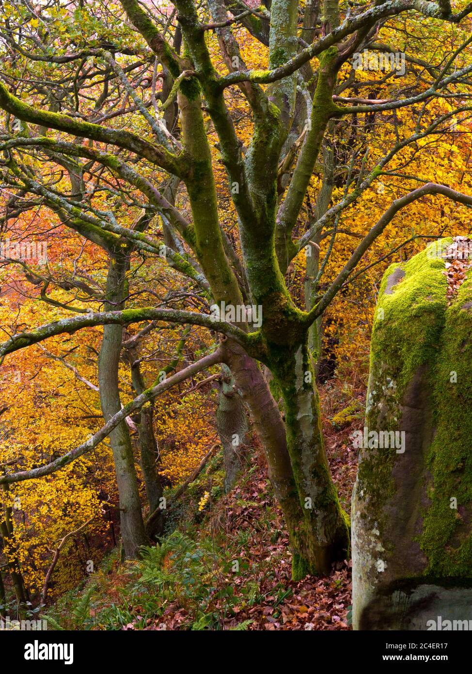 Autumn trees in woodland on Stanton Moor near Bakewell in the Peak ...