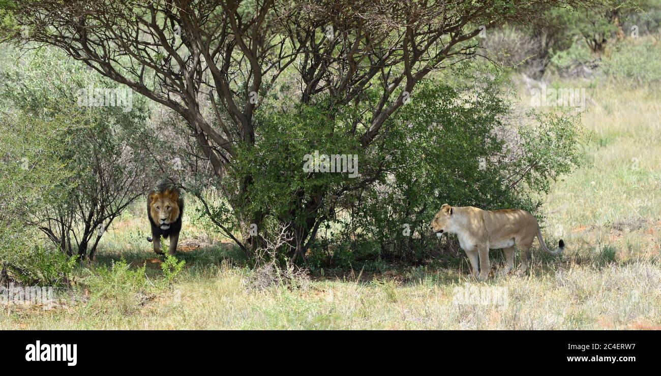African bushveld with couple of an adult lions in the bush, Namibia ...
