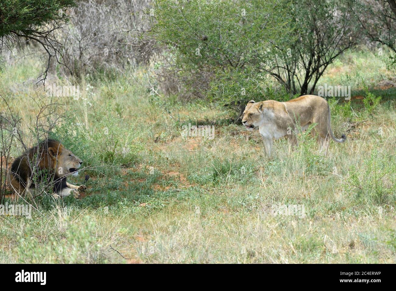 African bushveld with couple of an adult lions in the bush, Namibia ...