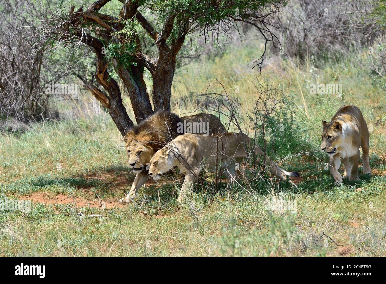 Pride of lions on the hunt. Lion and two lioness ready to attack in the ...