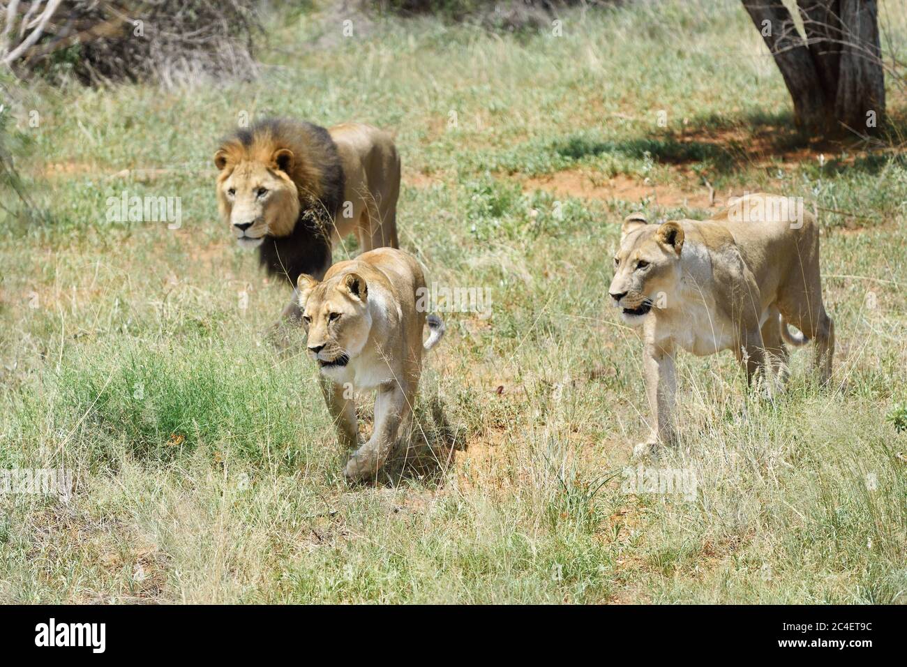 Pride of lions on the hunt. Lion and two lioness in the African bush ...