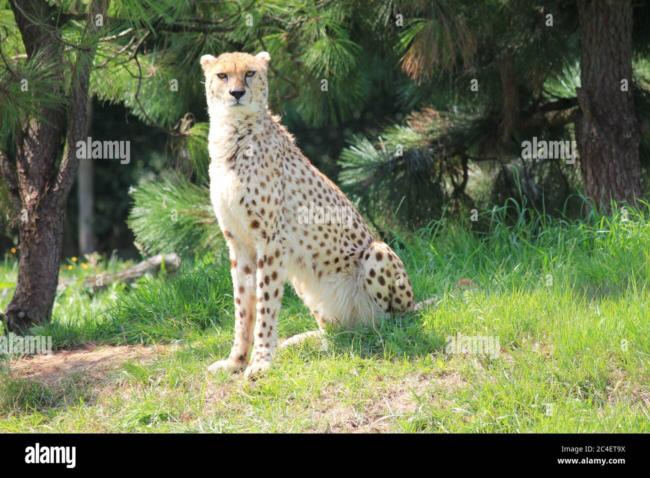 Cheetah in Overloon Zoo park Stock Photo - Alamy