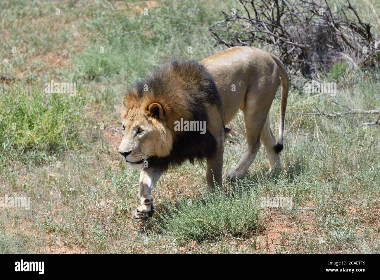 Male lion hunting in African savanna, Namibia Stock Photo - Alamy