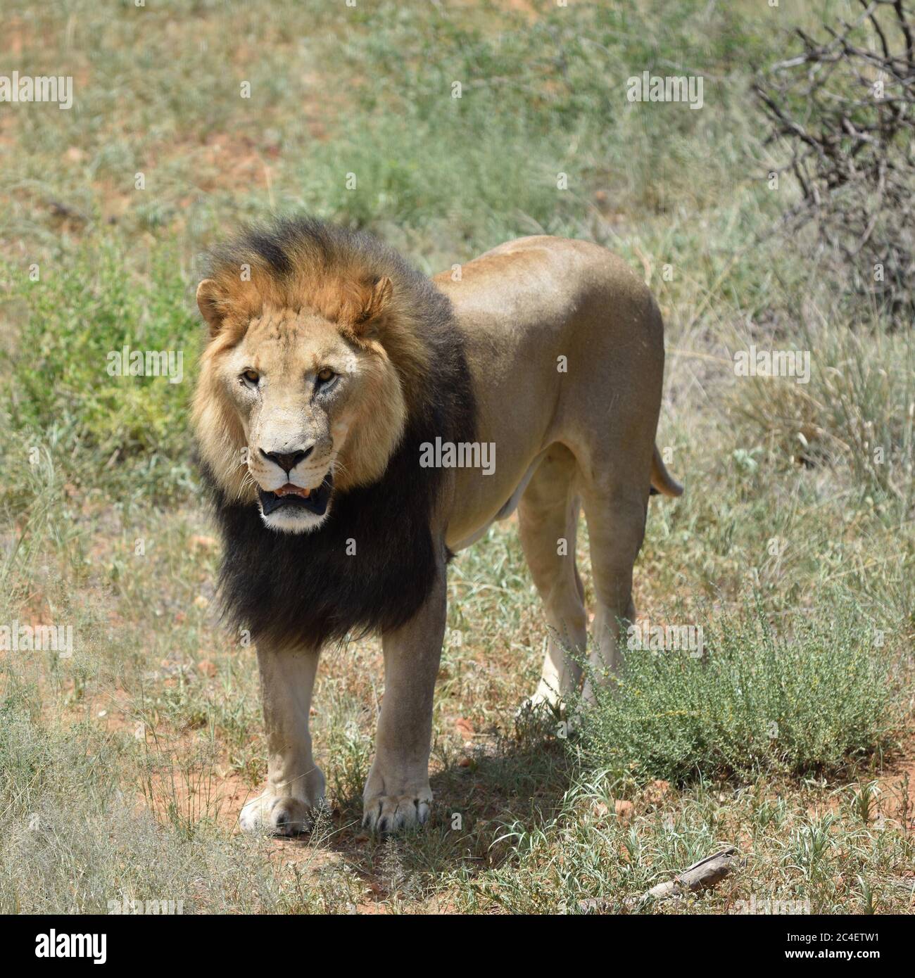 Male lion standing in the waiting position near bush in the African ... Male lion standing in the waiting position near bush in the African ...