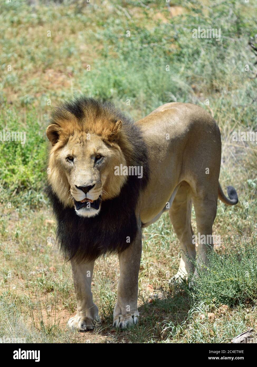 Male lion hunting in African savanna, Namibia Stock Photo - Alamy